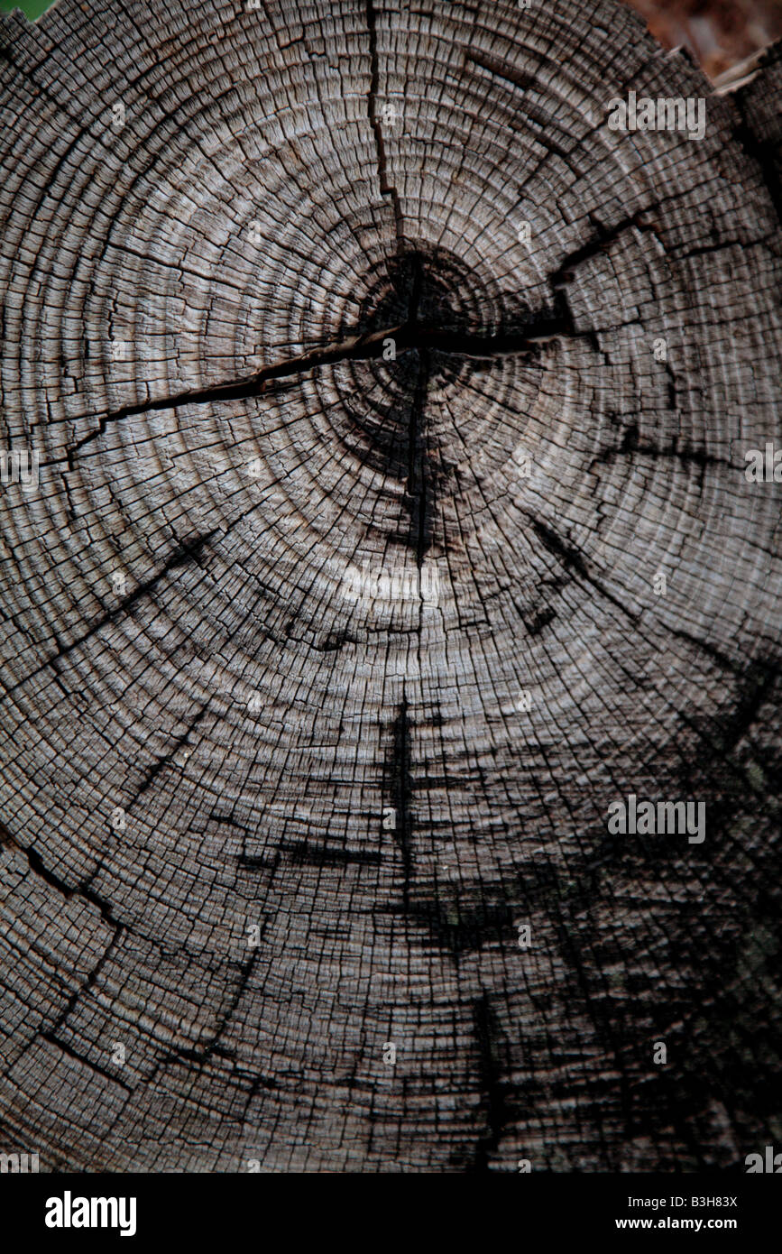 Chainsaw cut marks hi-res stock photography and images - Alamy