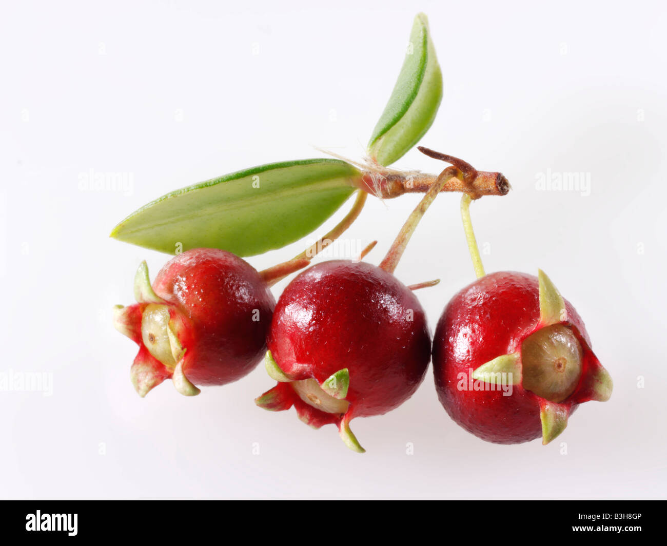 Organic Ugni molinae or Turcz fruit still life on a white background ...