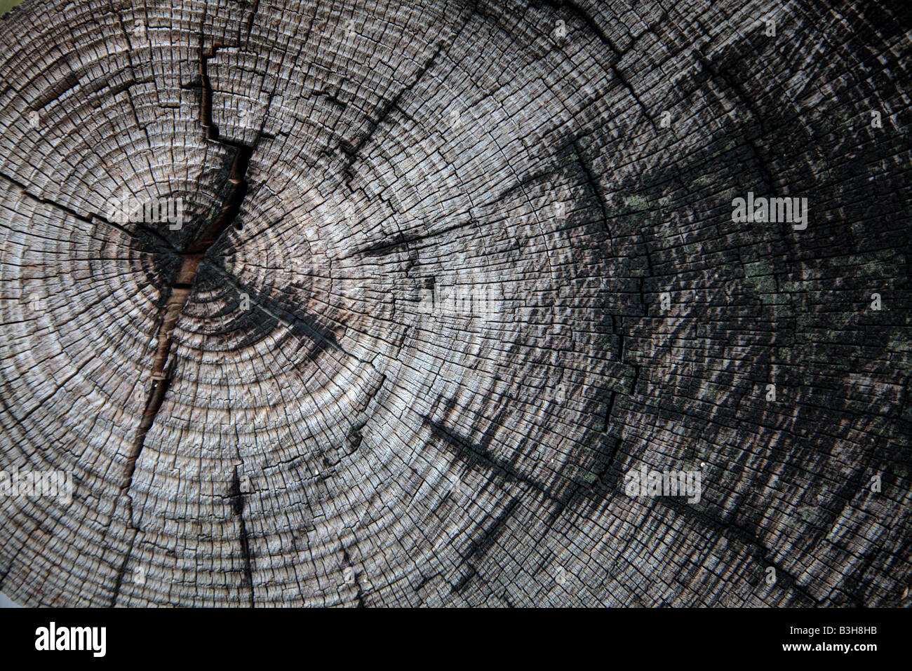 Annual rings of growth on cut down tree stump with chainsaw marks Stock ...