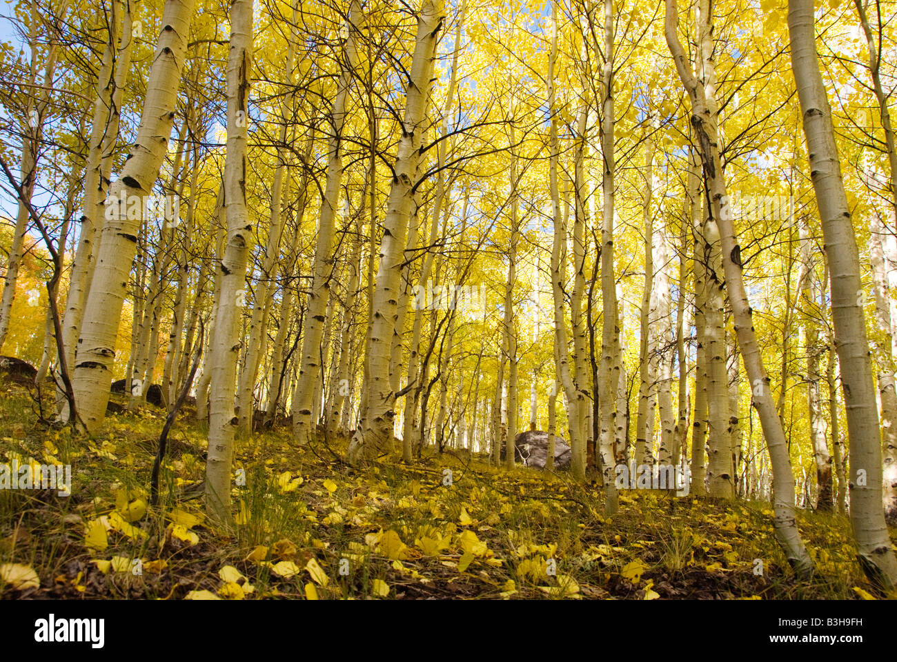 Aspen in the scenic byway 12 hi-res stock photography and images - Alamy
