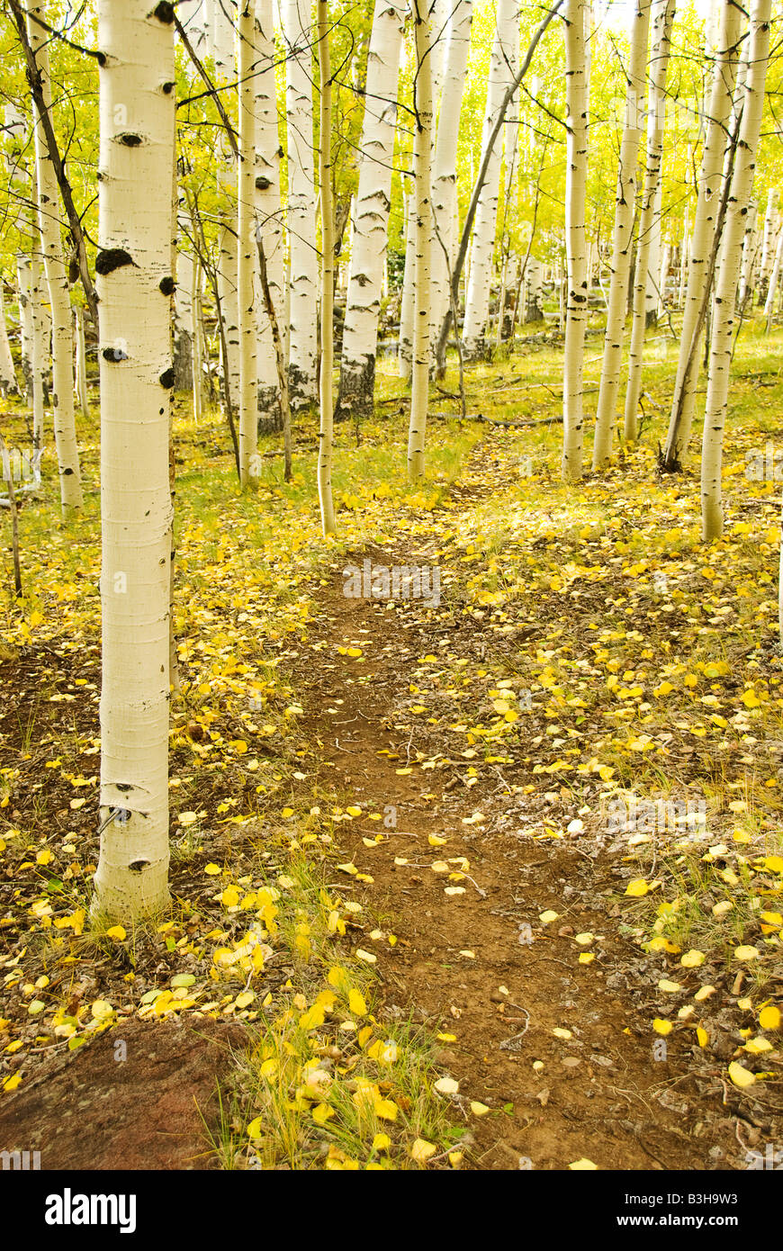 Aspen grove in autumn Utah Stock Photo - Alamy