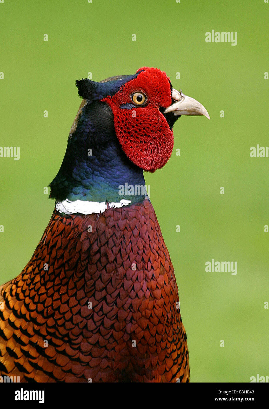 A Male Pheasant Stock Photo - Alamy