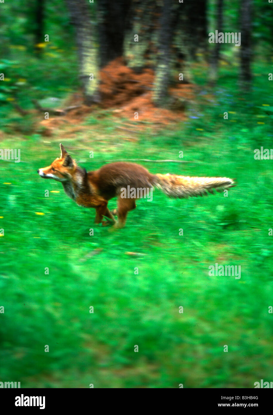 Running fox hi-res stock photography and images - Alamy