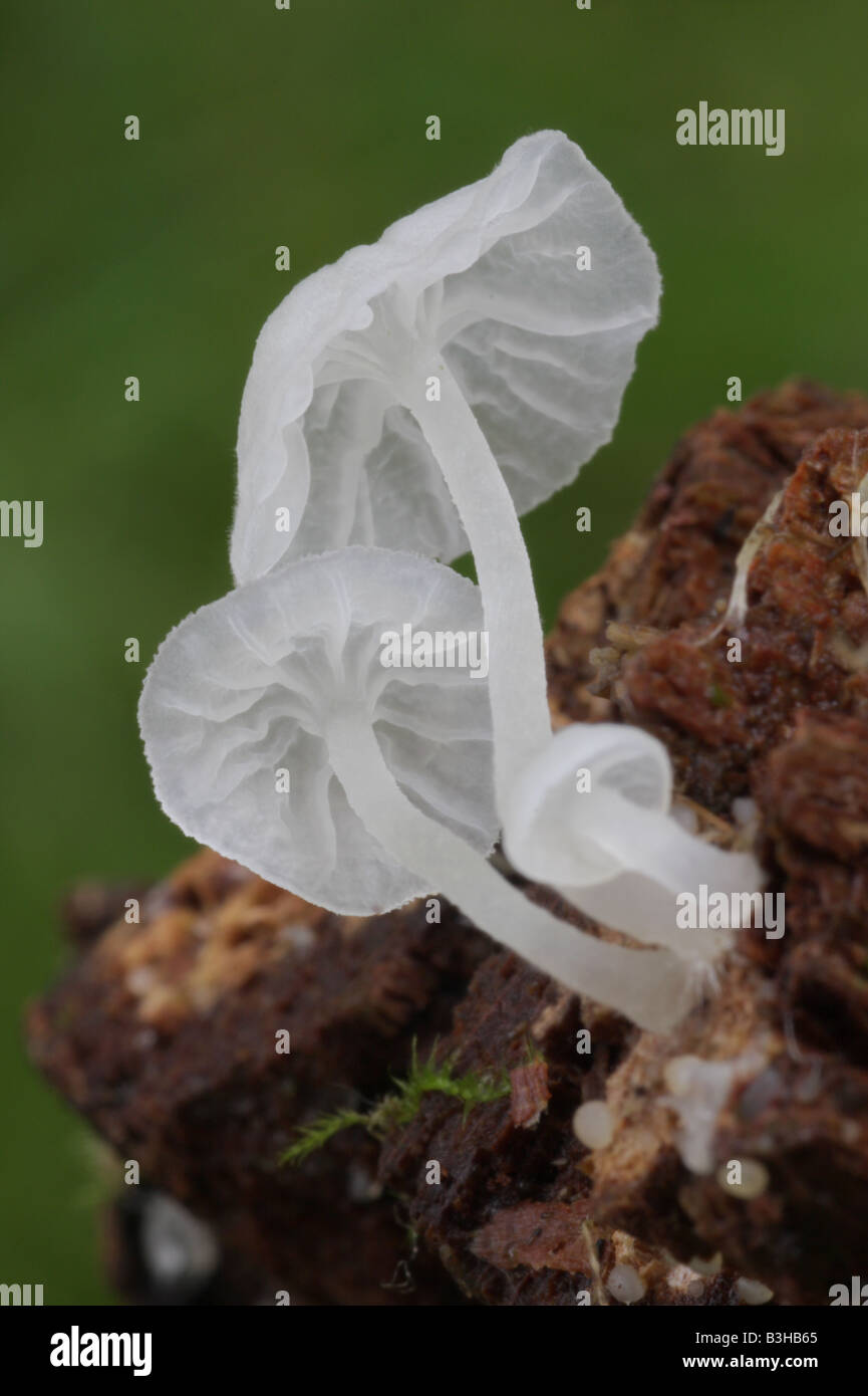 Delicatula integrella hi-res stock photography and images - Alamy