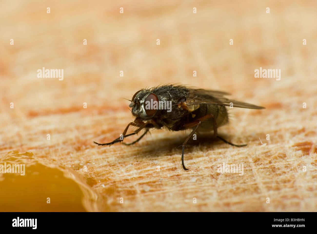 Dirty honey hi-res stock photography and images - Alamy