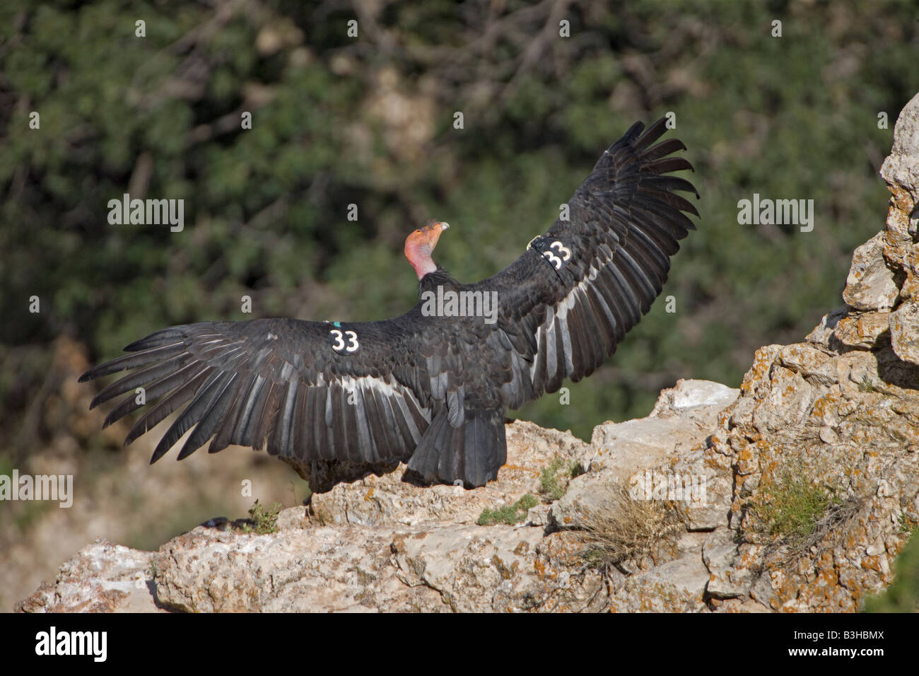 Condor grand canyon High Resolution Stock Photography and Images - Alamy