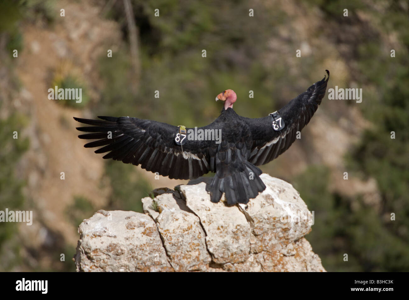 Sunning cliff endangered hi-res stock photography and images - Alamy
