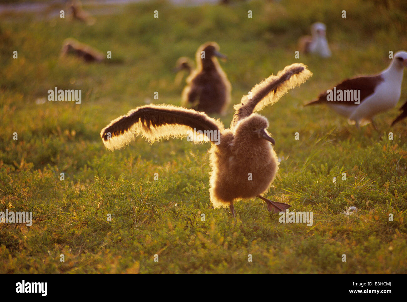 Gooney birds hi-res stock photography and images - Alamy
