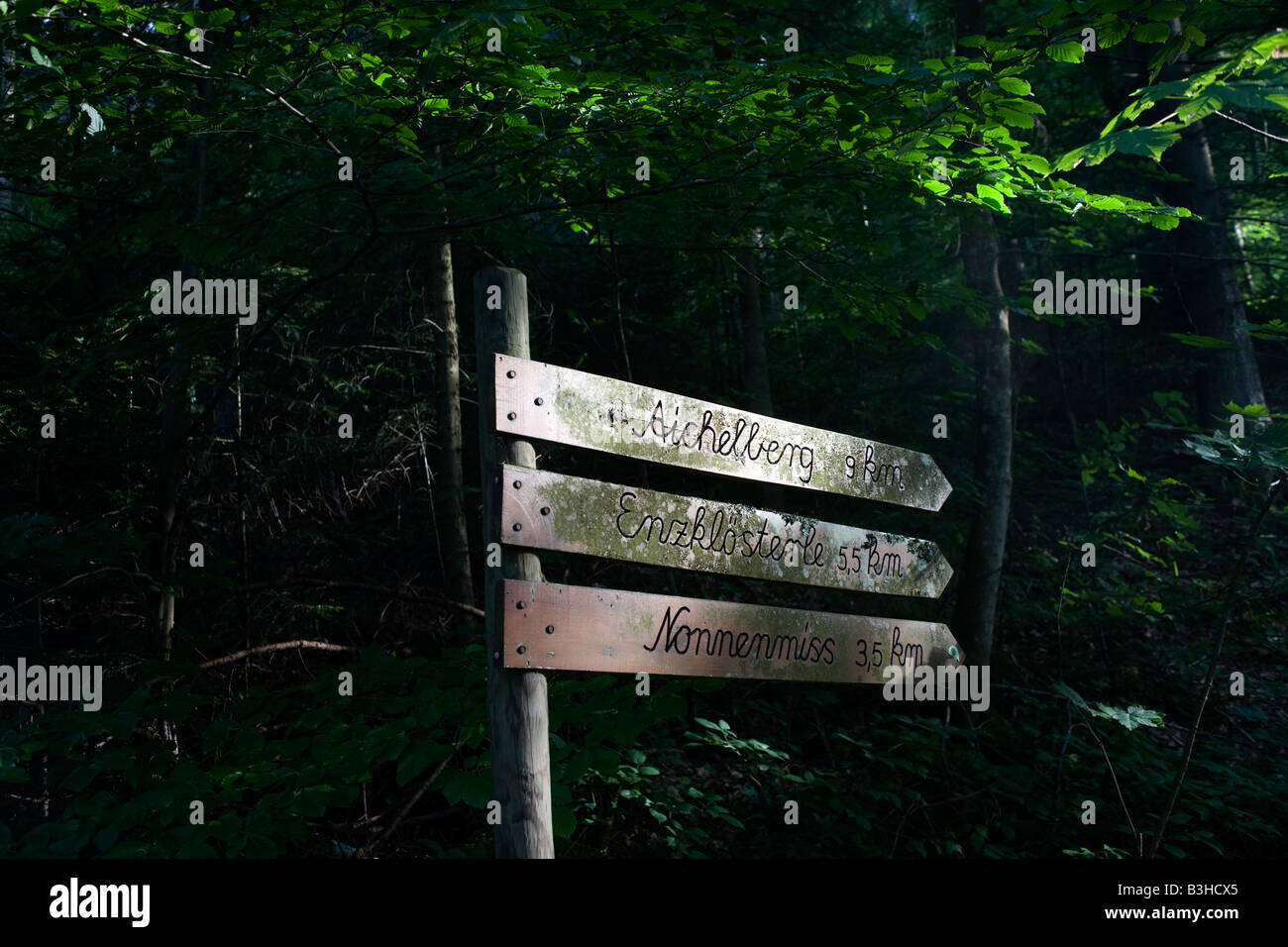 Walking route sign marks distance in km through dark forest in the ...