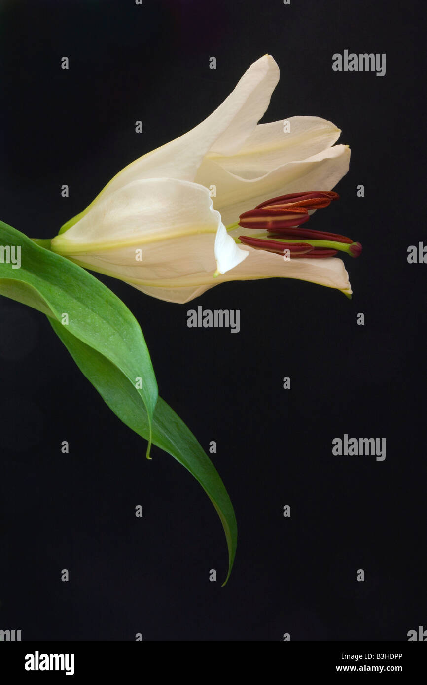 Single white lily hi-res stock photography and images - Alamy