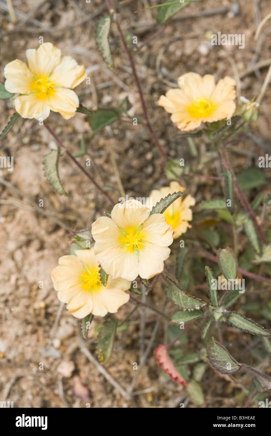 Spreading Fanpetals Sida abutifolia west Texas United States 27 April ...