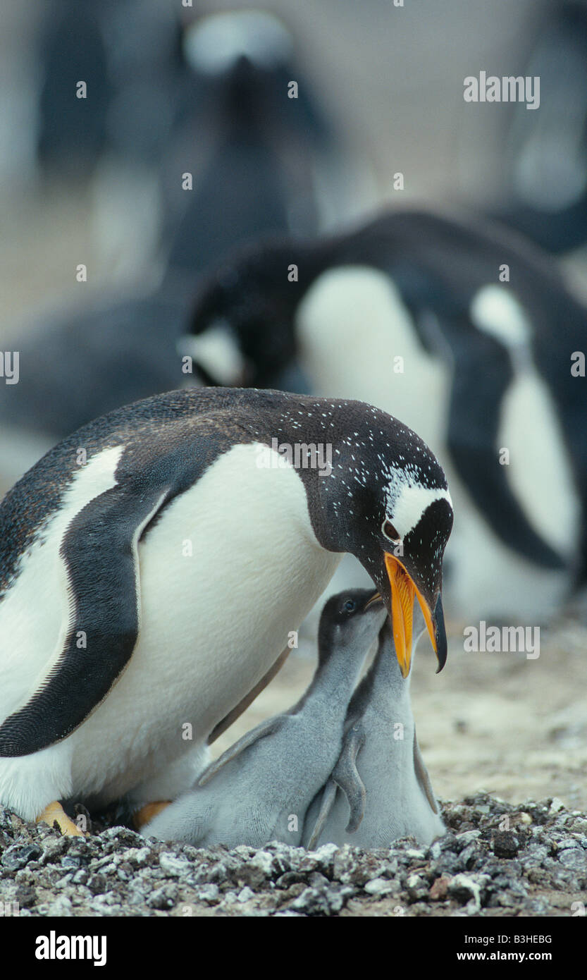 Gentoo penguin Pygoscelis papua feeding chicks on pebble nest Sealion ...