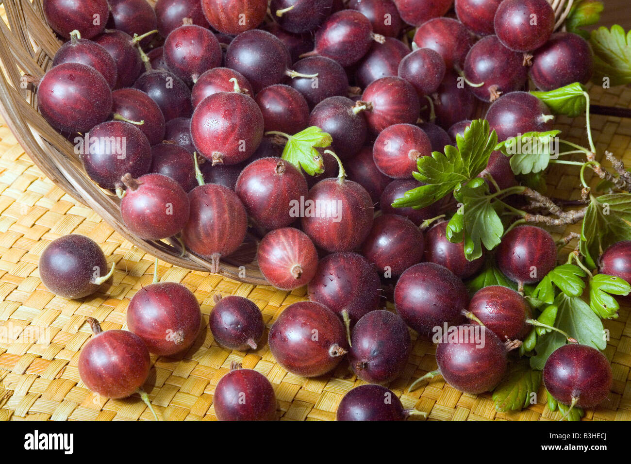 Red ripe gooseberries Ribes uva crispa spill out off an overturned ...