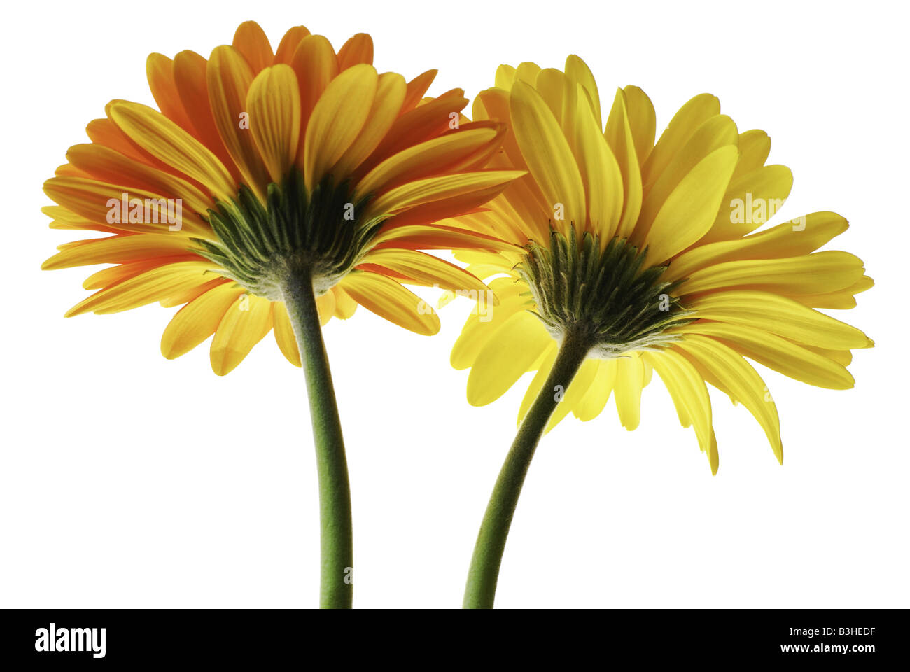 Two Of A Kind Stock Photo - Alamy