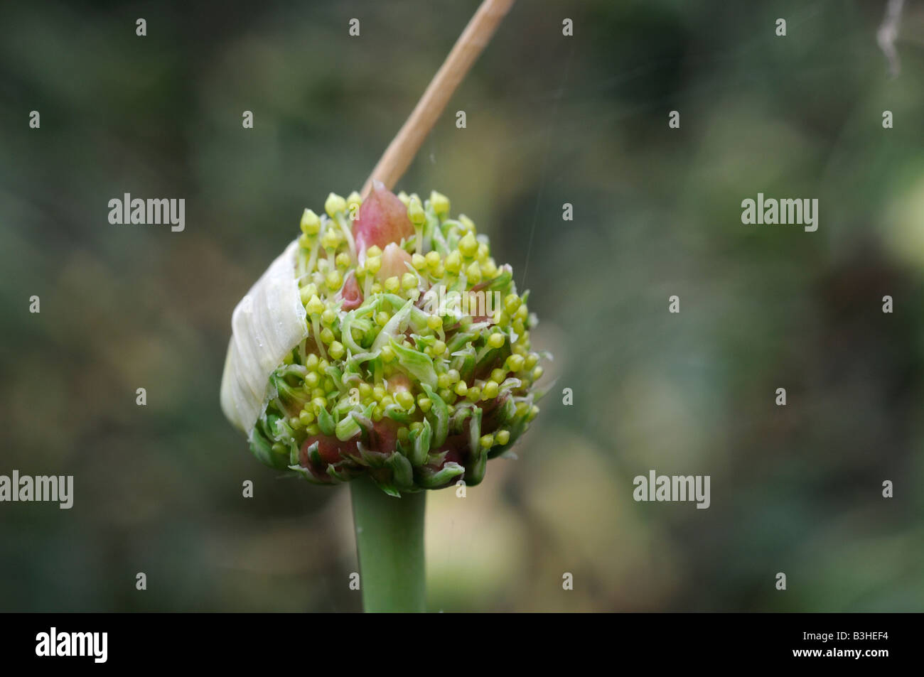 Garlic allotment hi-res stock photography and images - Alamy