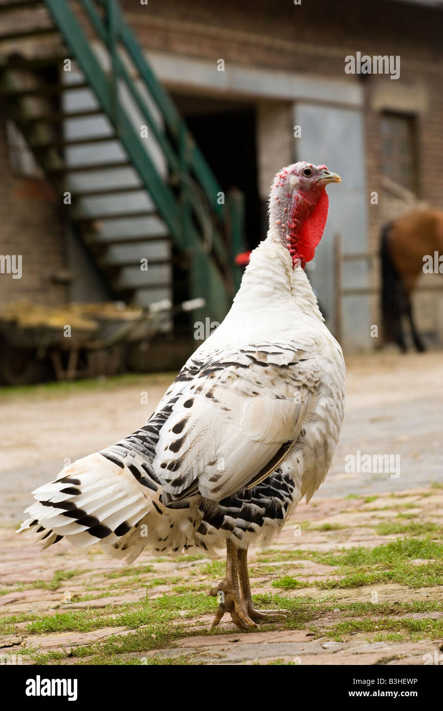 Free running farm bird hi-res stock photography and images - Alamy