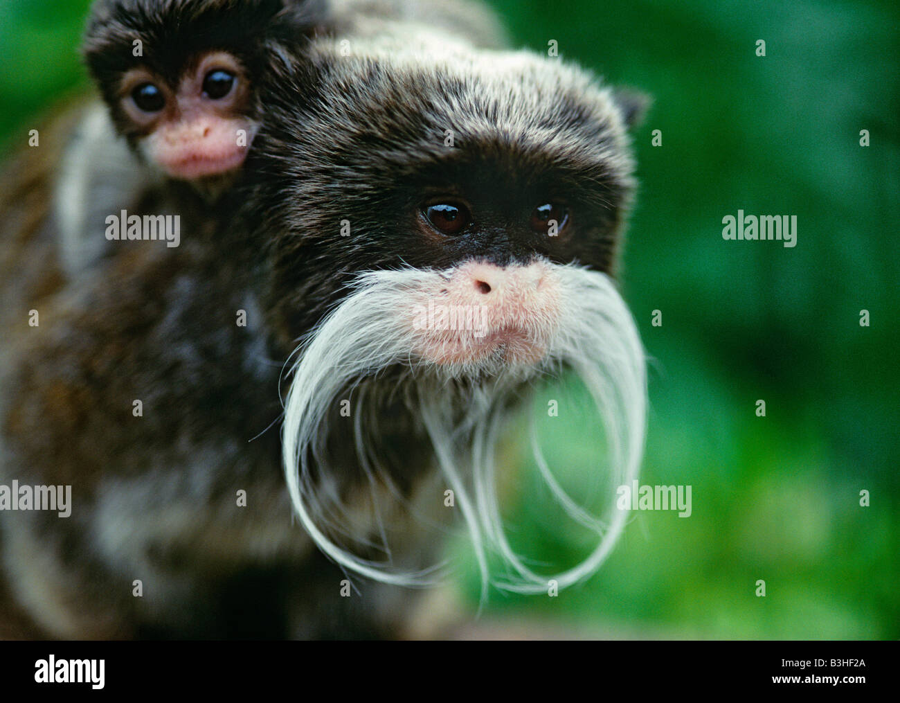 Baby Emperor Tamarin