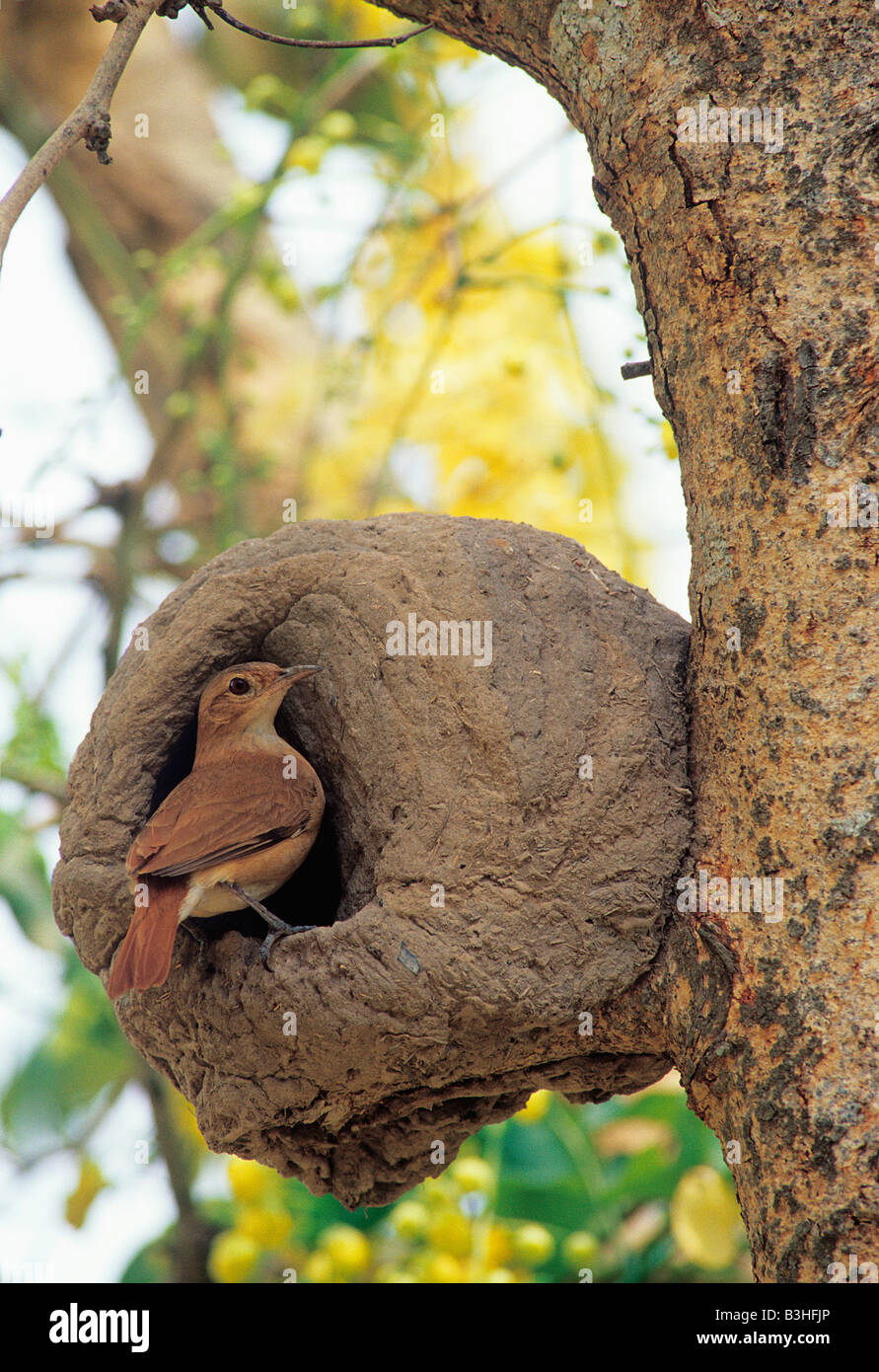 Rufous hornero or ovenbird Furnarius rufus at mud nest attached to tree ...