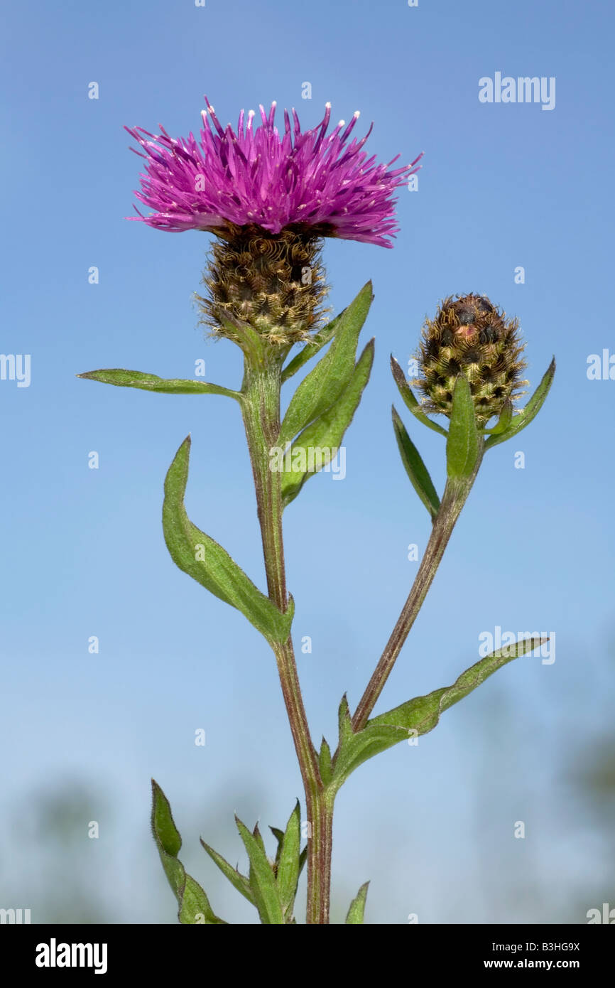 Knapweed hi-res stock photography and images - Alamy