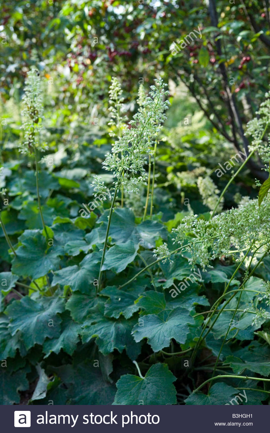 Heuchera Villosa Stock Photos & Heuchera Villosa Stock Images - Alamy