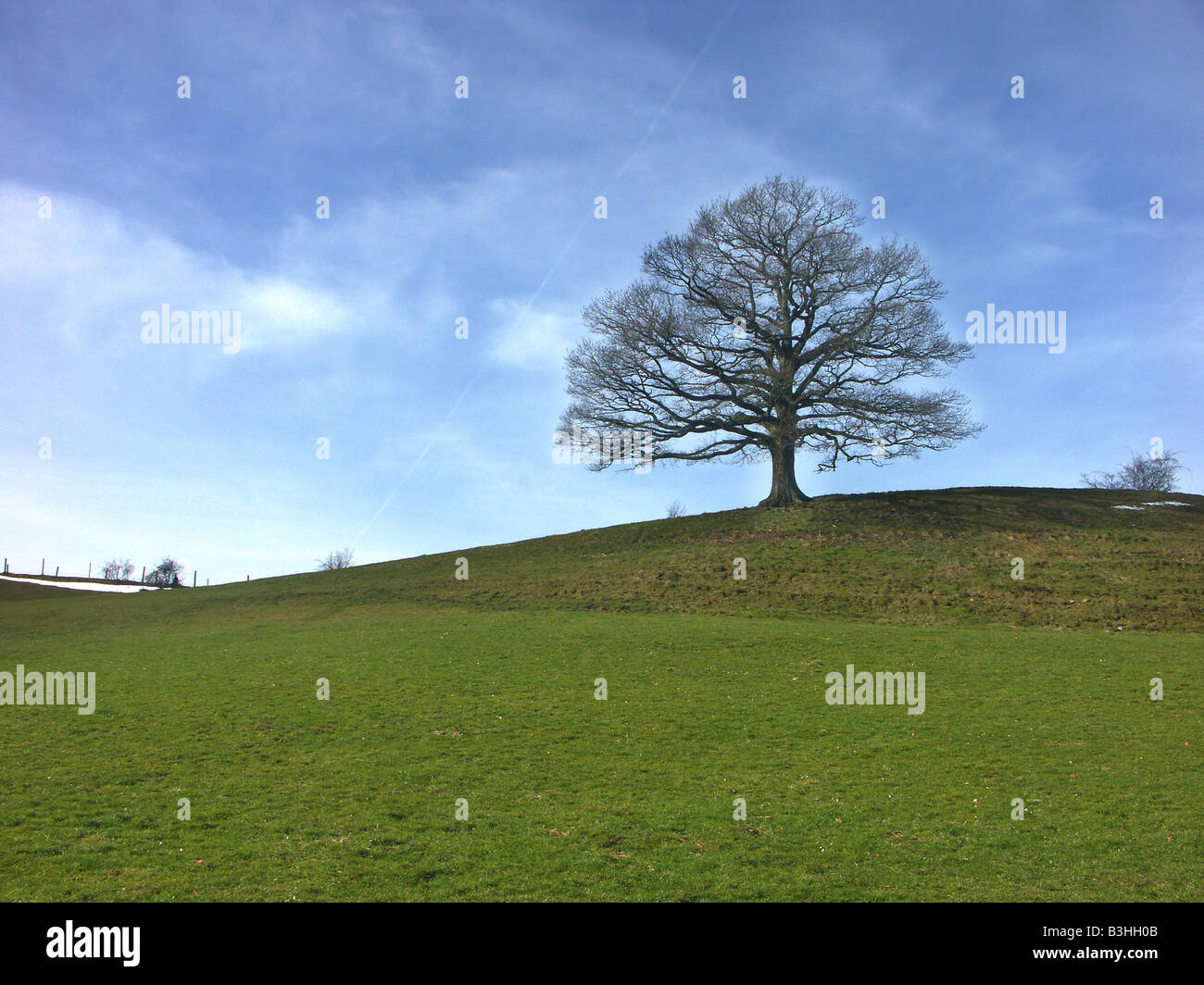 a single tree Stock Photo - Alamy