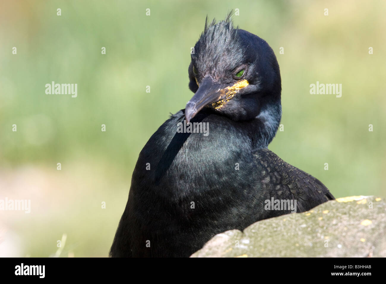 A nesting Shag, Farne Islands, Northumberland Stock Photo - Alamy