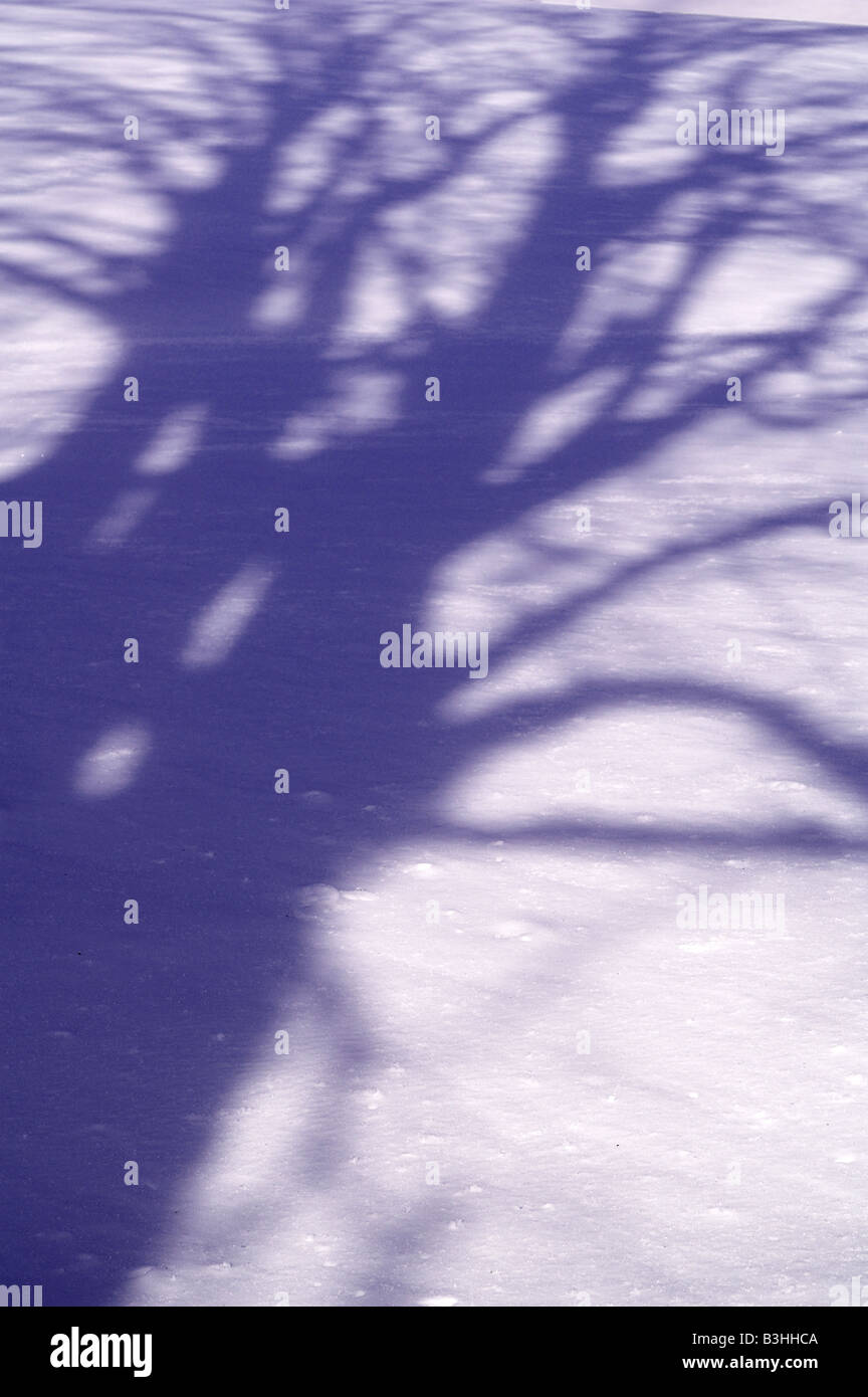 Shadow of a tree in the snow Stock Photo - Alamy