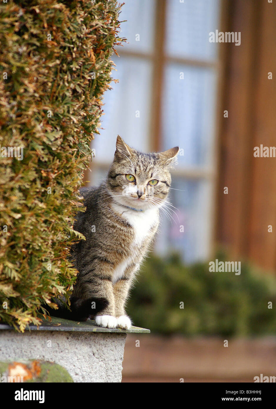 Cat observations hi-res stock photography and images - Alamy