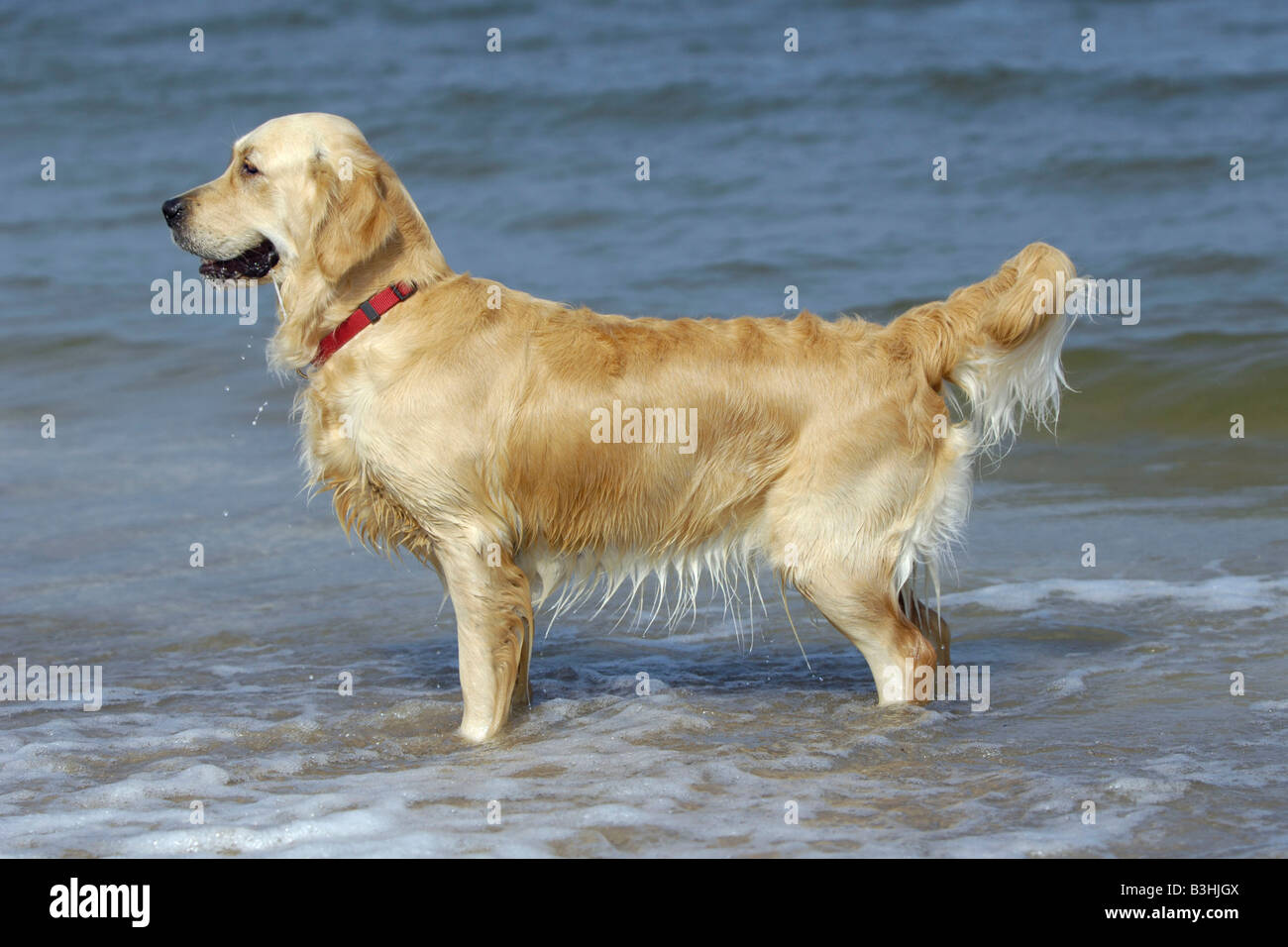 Golden Retriever dog pet Stock Photo - Alamy