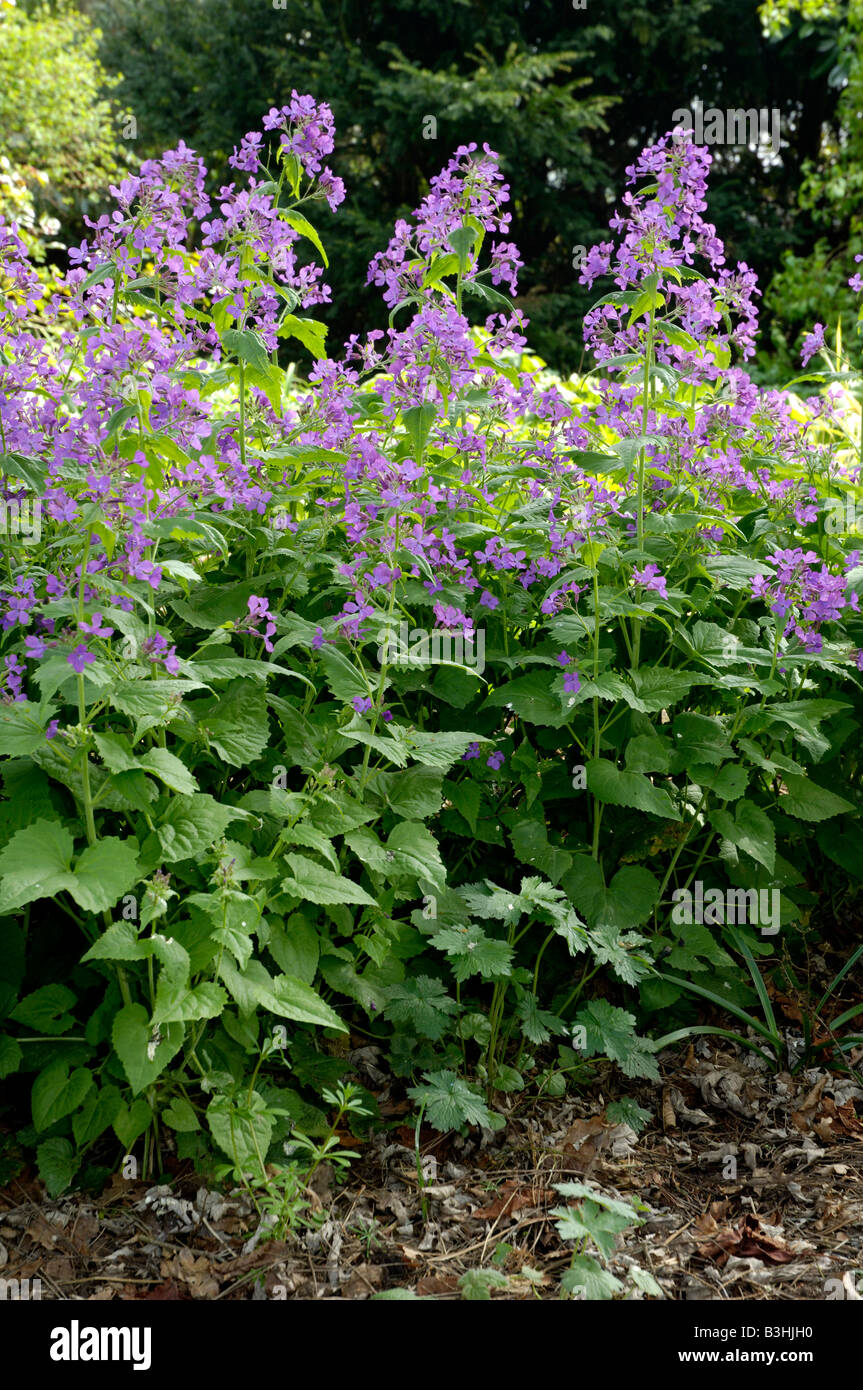 Dame's Rocket Sweet Rocket Stock Photo - Alamy