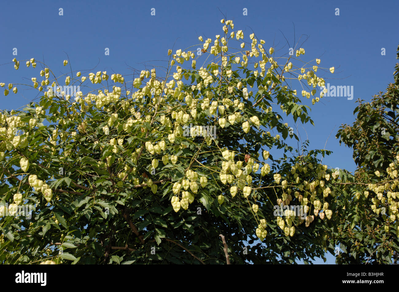 Raintree hi-res stock photography and images - Alamy