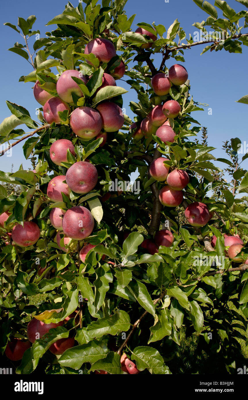 Apple Ping Stock Photo - Alamy