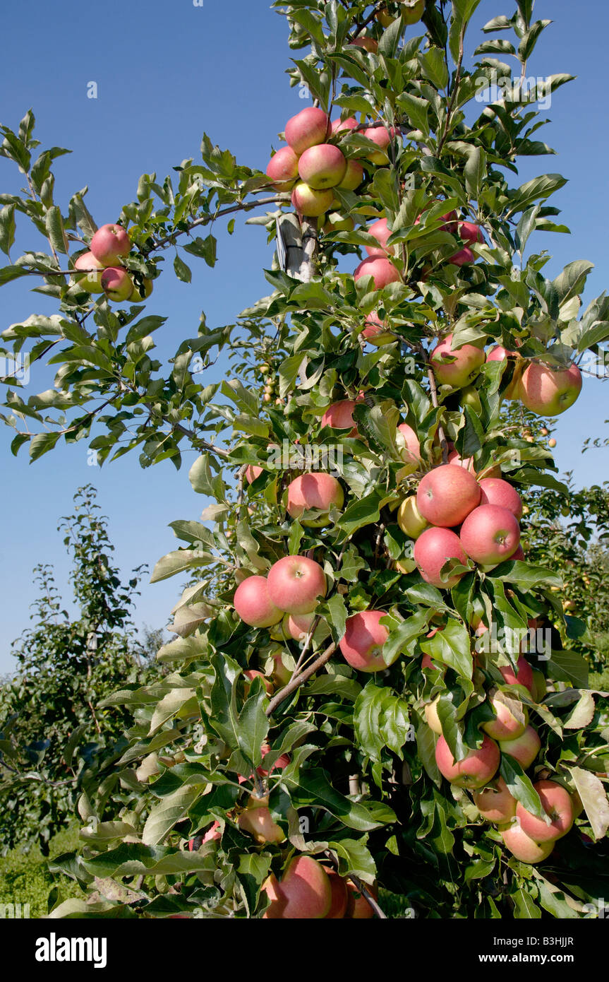 Apple Pitty Stock Photo - Alamy
