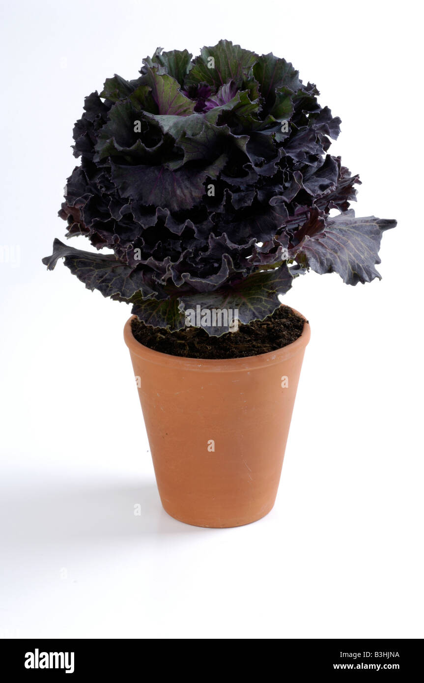 Cabbage family of plants hi-res stock photography and images - Alamy