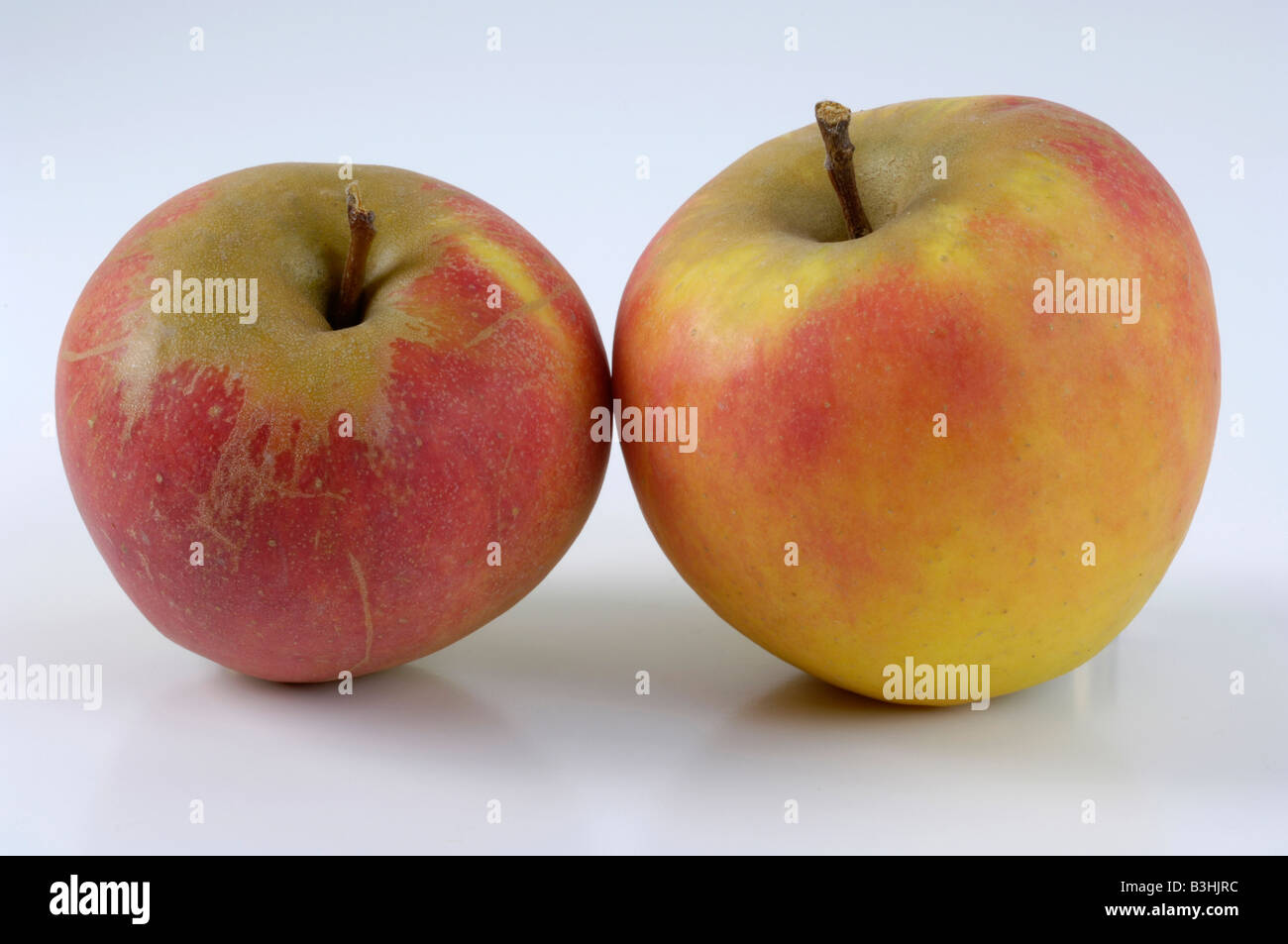 Apple Elstar Stock Photo - Alamy