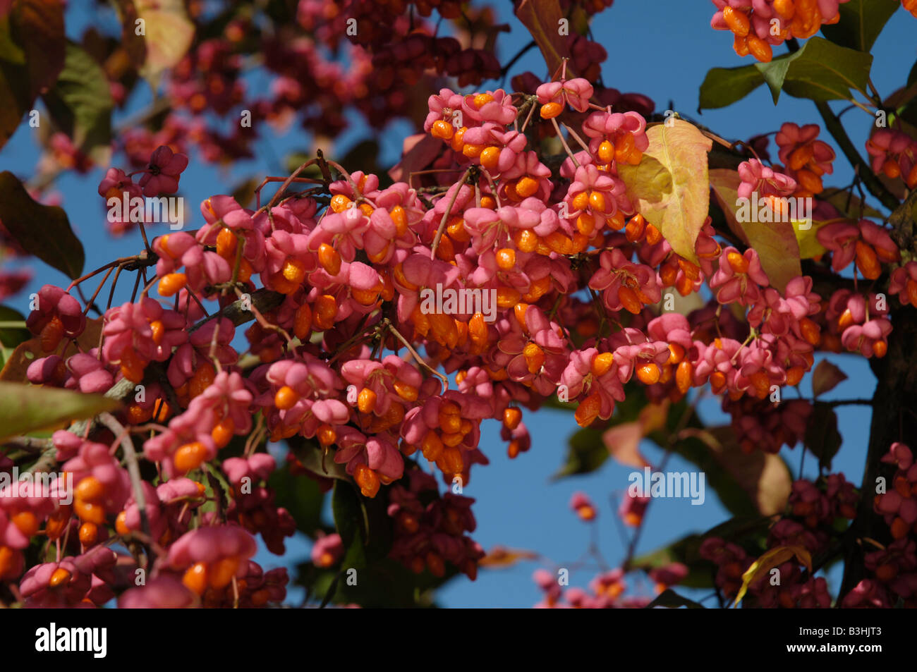 Leaf spindle hi-res stock photography and images - Alamy
