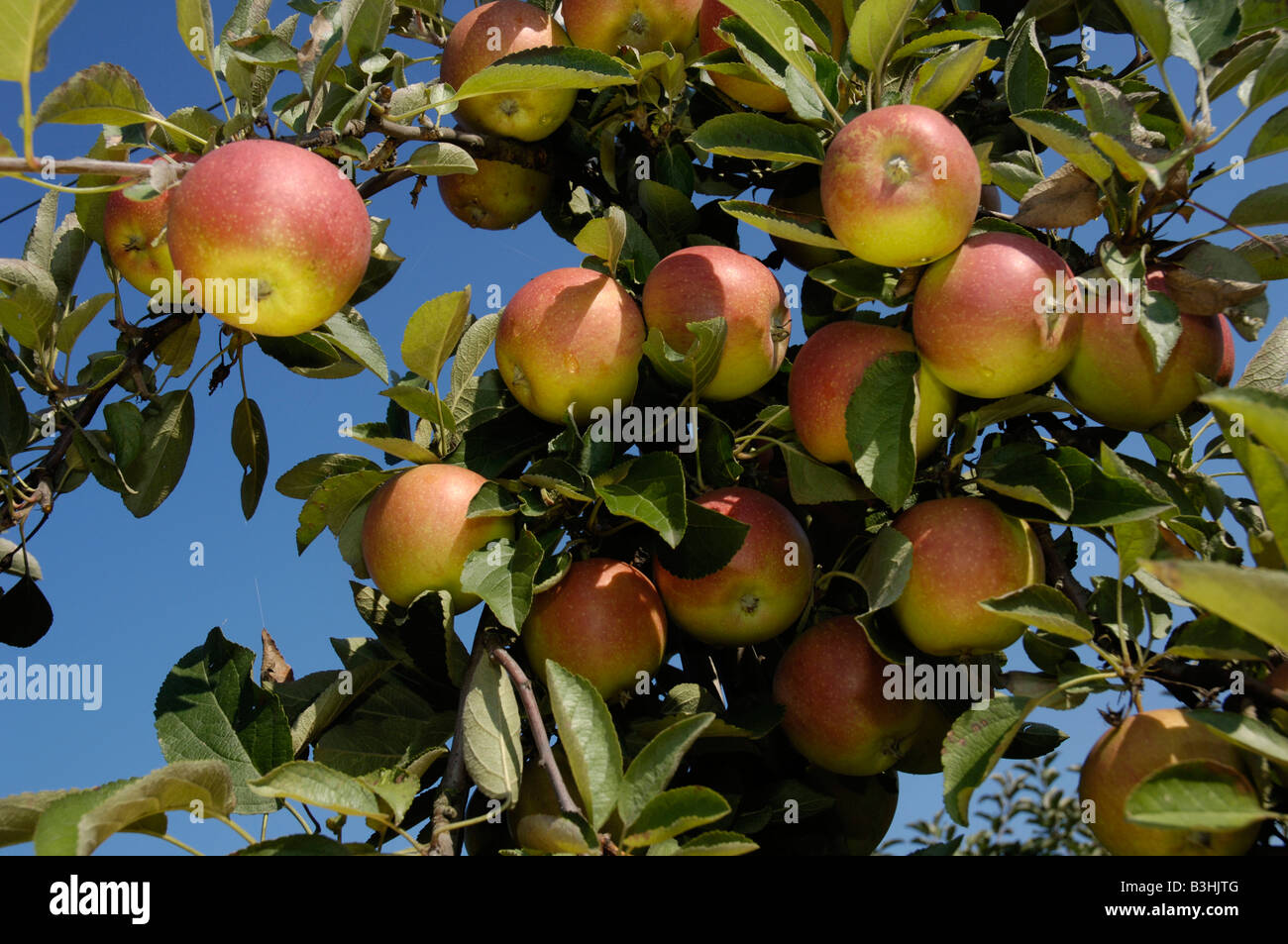 Apple Breaburn Stock Photo - Alamy