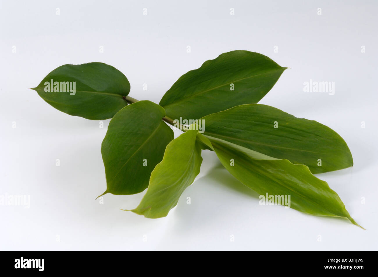 Cardamom Kardamon Stock Photo - Alamy