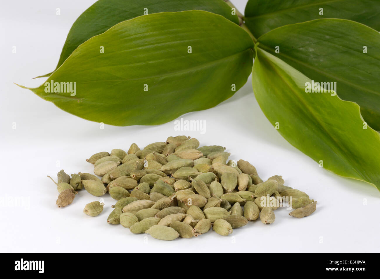 Cardamom Kardamon Stock Photo - Alamy