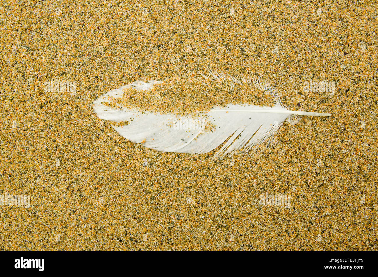 A gull feather washed up on the beach at Bedruthan steps Cornwall UK ...