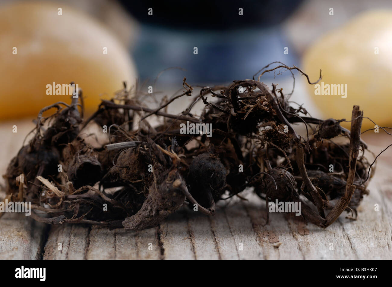 Musta plant hi-res stock photography and images - Alamy