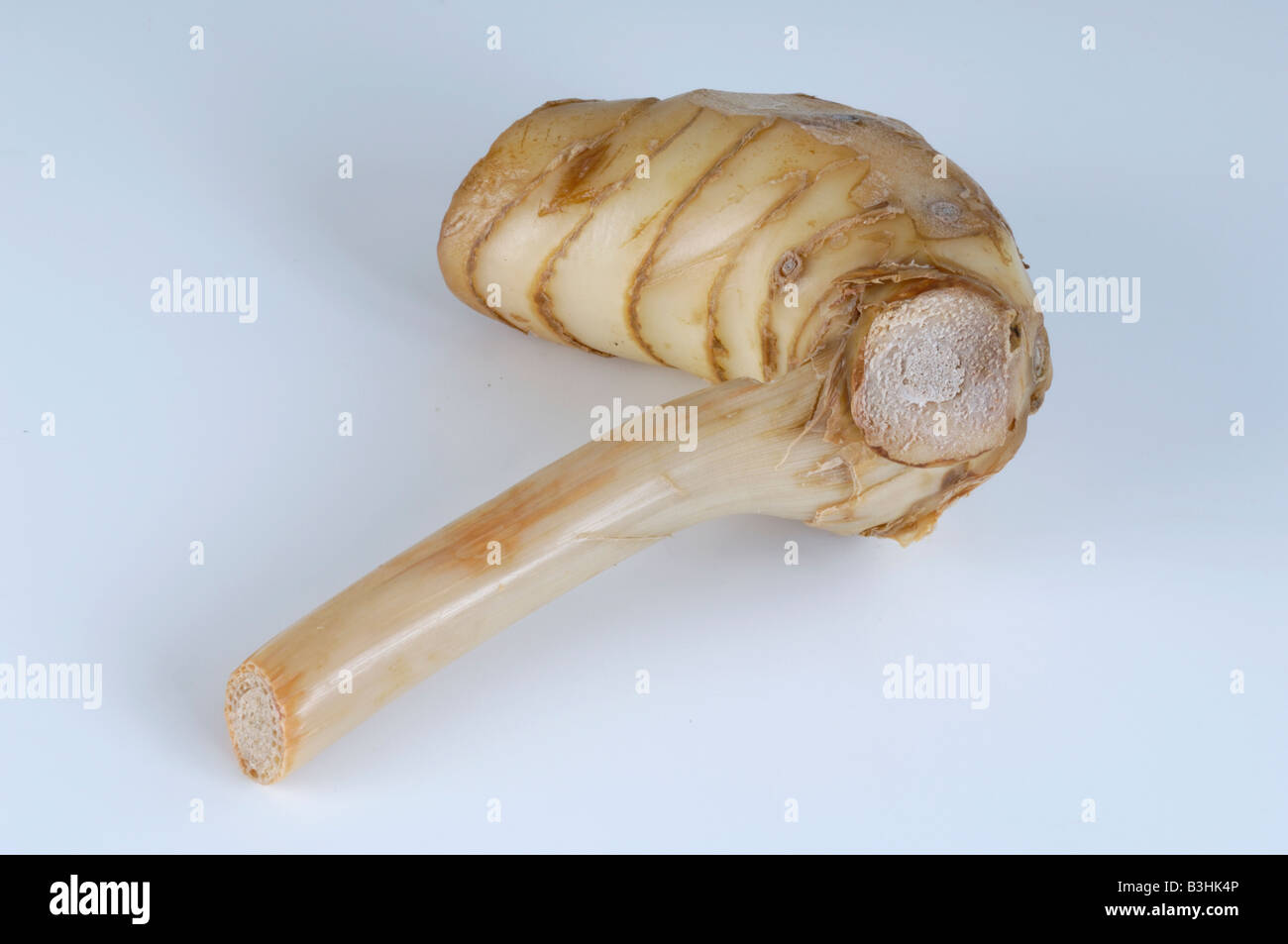 Greater Galangal Galgant Stock Photo - Alamy
