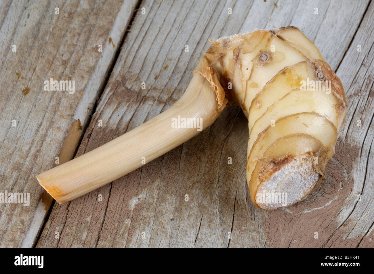 Greater Galangal Galgant Stock Photo - Alamy