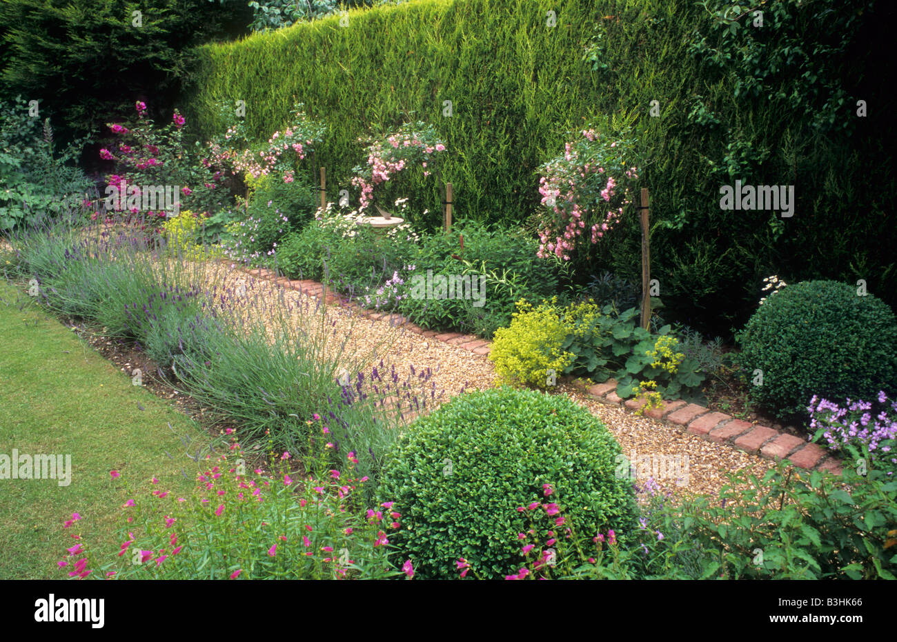 Brick and gravel path hedge lawn Rosa 'The Fairy' rose roses small back ...