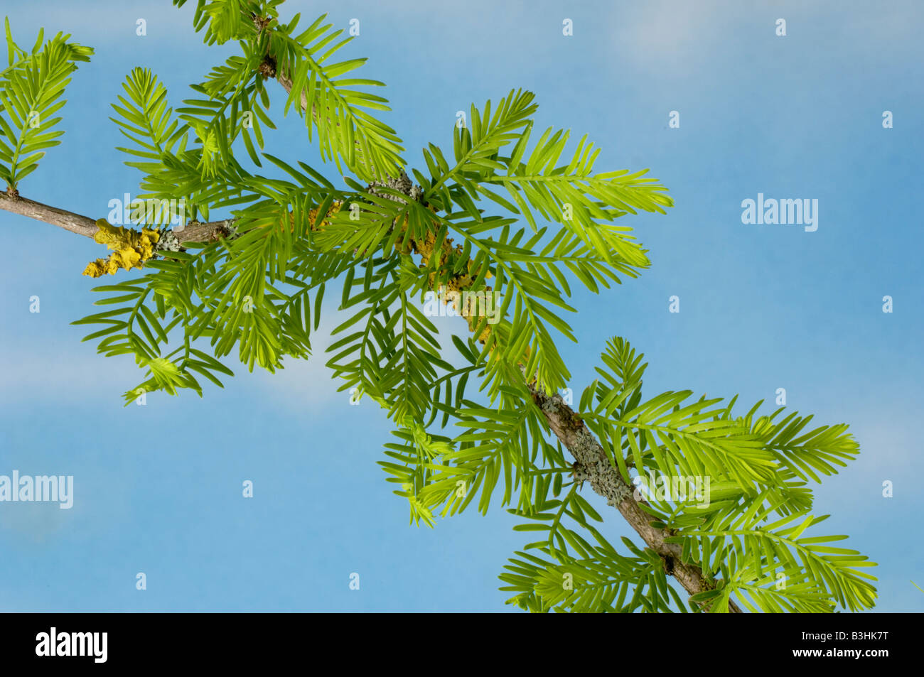 Bald Cypresses High Resolution Stock Photography and Images - Alamy