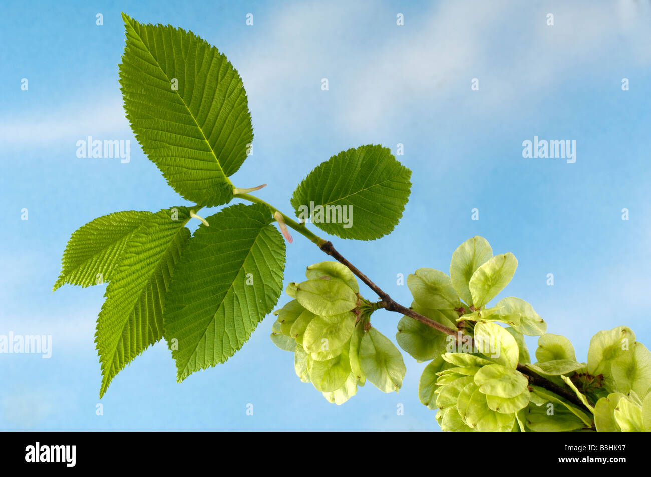 Dutch elm tree hi-res stock photography and images - Alamy