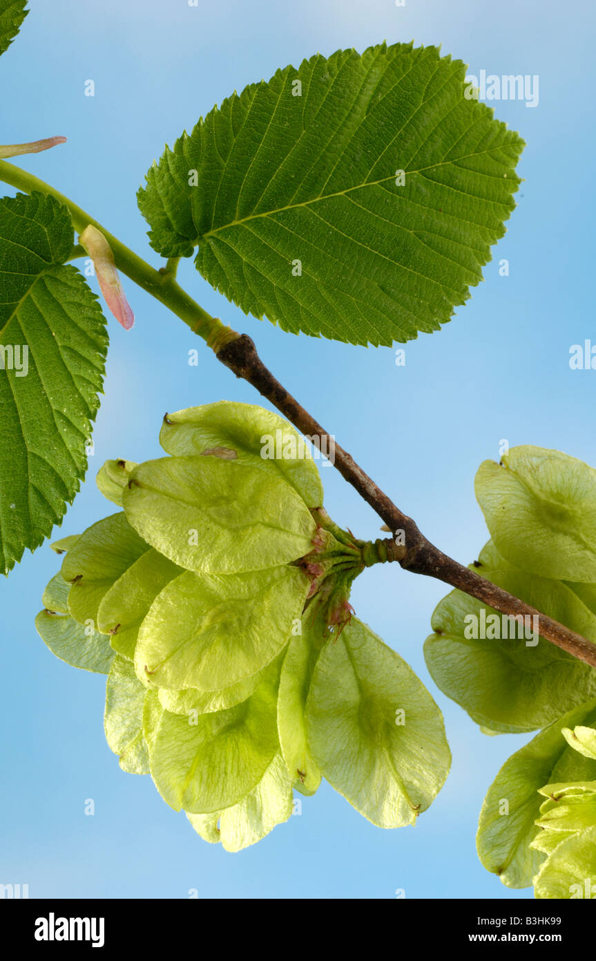 Dutch elm tree hi-res stock photography and images - Alamy