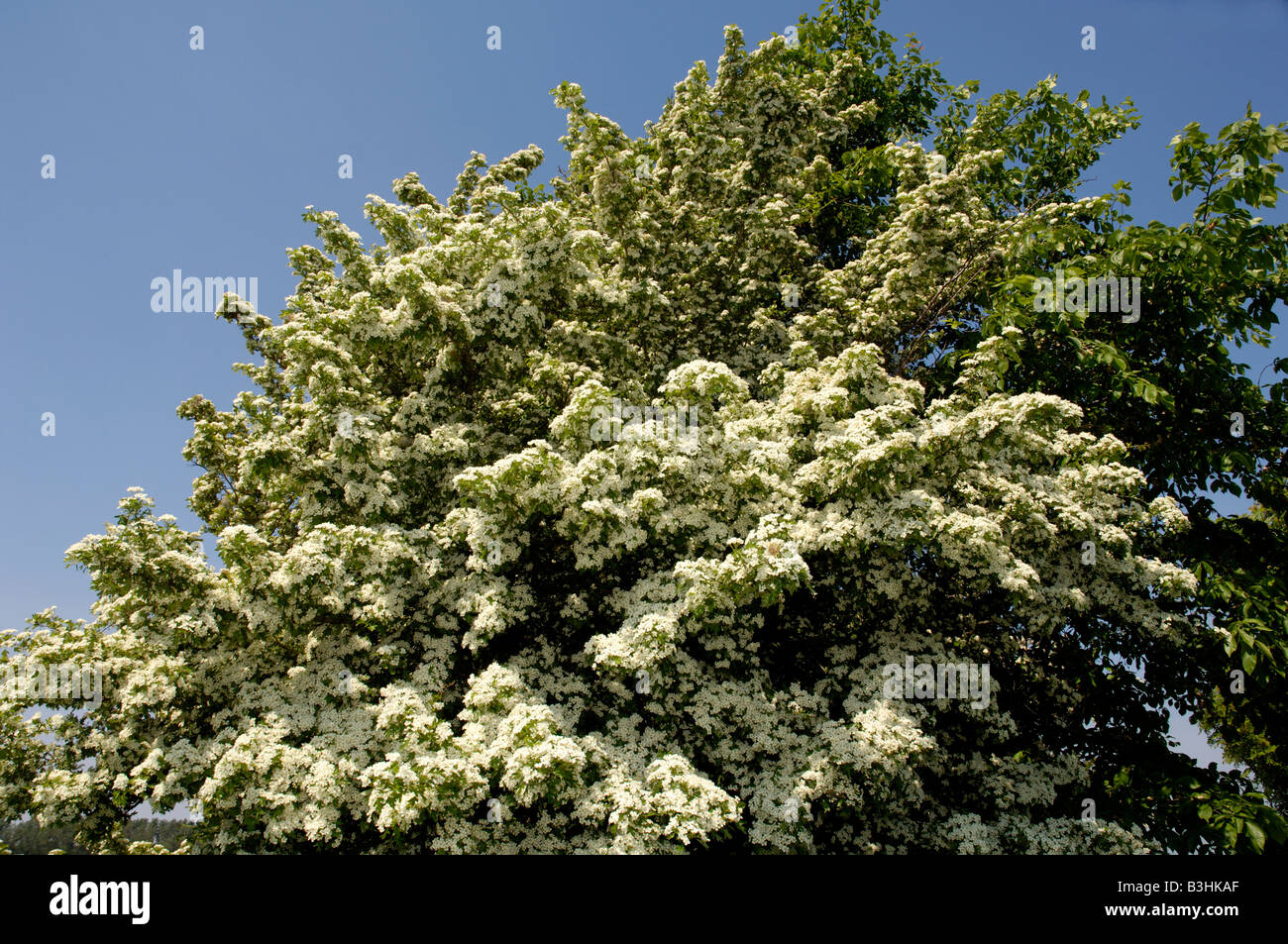 Spring hawthorn hi-res stock photography and images - Alamy