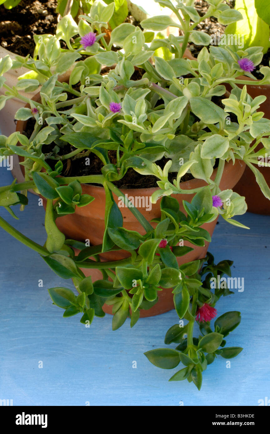 Baby sun rose plant spicy herbs hi-res stock photography and images - Alamy