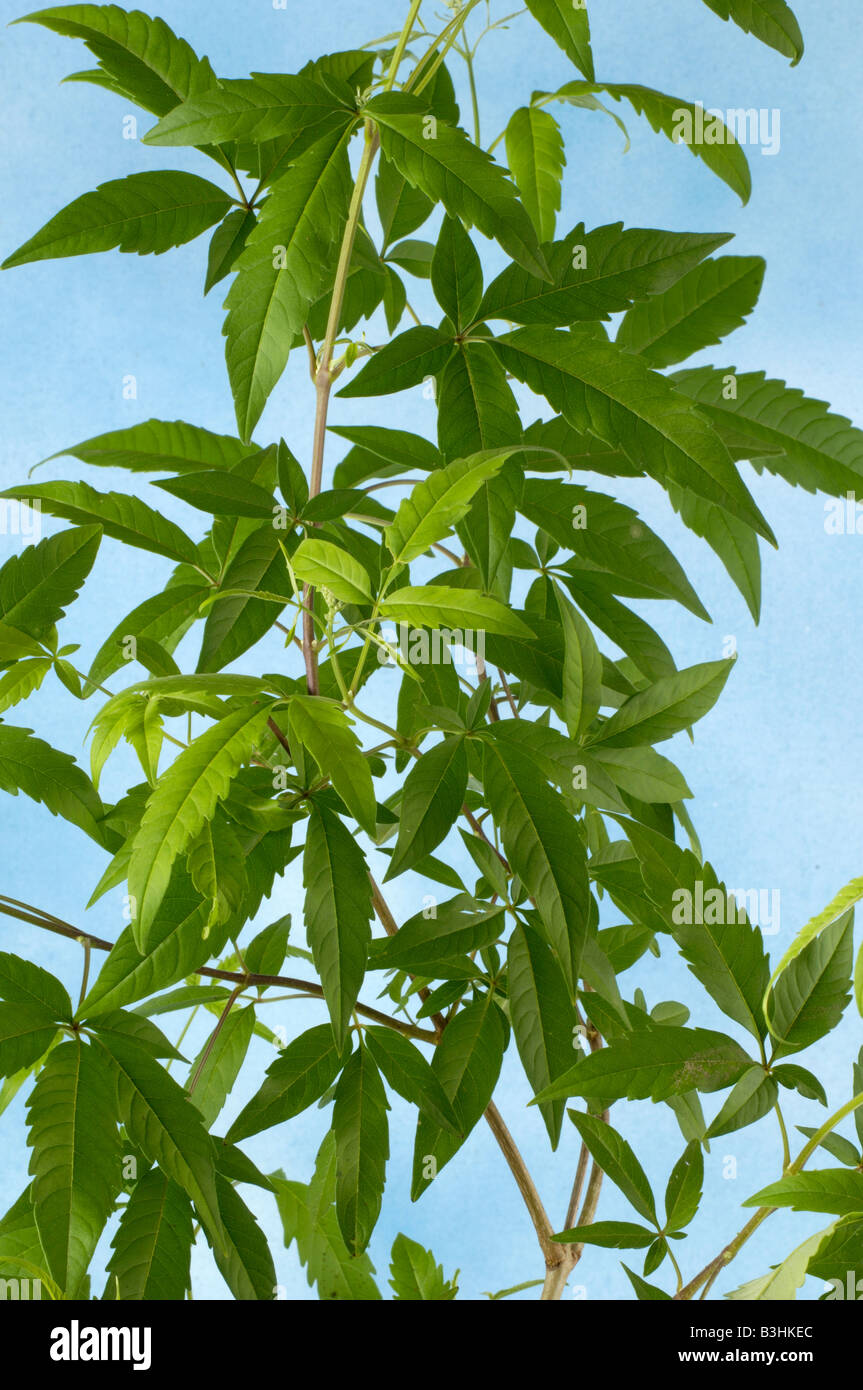 Cut leaf chastetree hi-res stock photography and images - Alamy